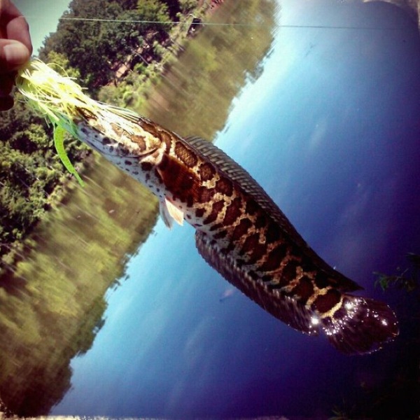 Northern Snakehead - Mallows Bay, MD | FishingScout